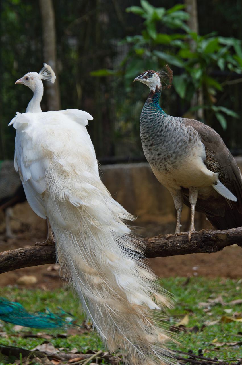 The Surprising Facts Behind the Albino Peacock - Albino Dino