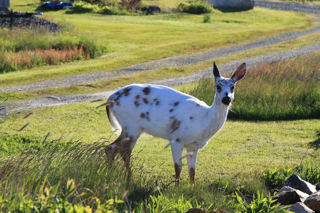 Piebald White-Tailed Deer: Nature’s Unique Color Canvas - Albino Dino