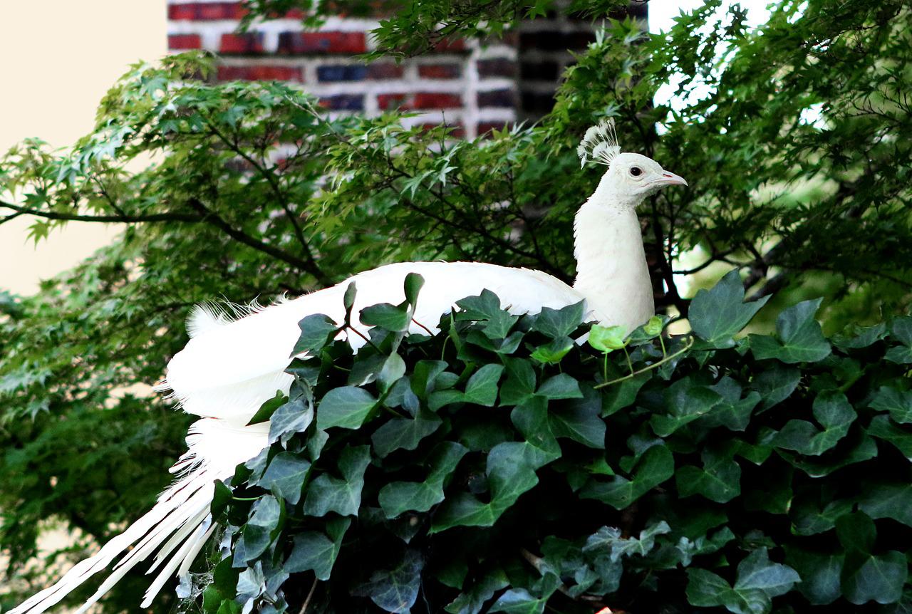 The Surprising Facts Behind The Albino Peacock Albino Dino